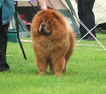 South Africa (NetChows.com Chow-Chow Shownews)