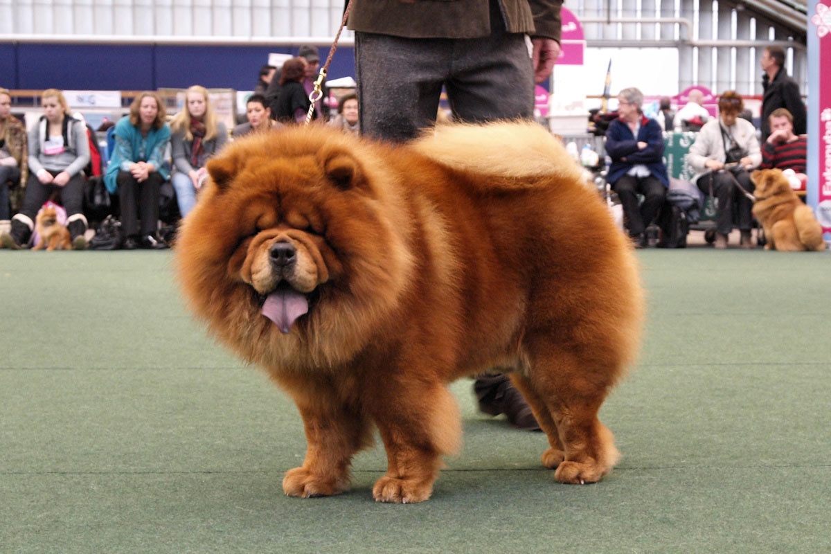 Netherlands, Amsterdam (NetChows.com Chow-Chow Shownews)