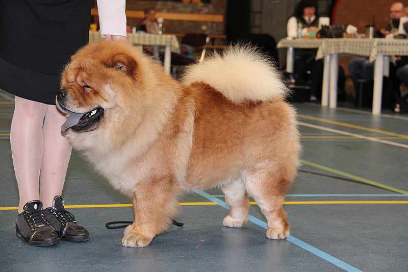 Netherlands, Asperen (NetChows.com Chow-Chow Shownews)