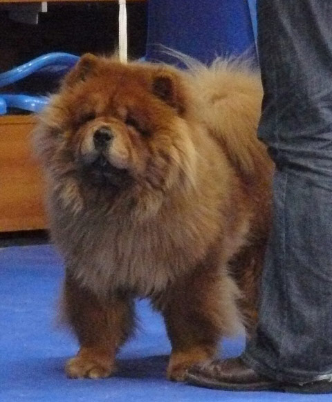 Poland, Rzeszow (NetChows.com Chow-Chow Shownews)