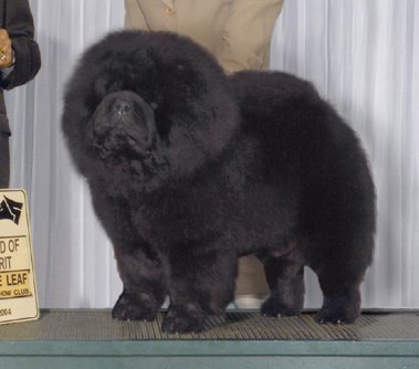 Canada, Toronto (NetChows.com Chow-Chow Shownews)